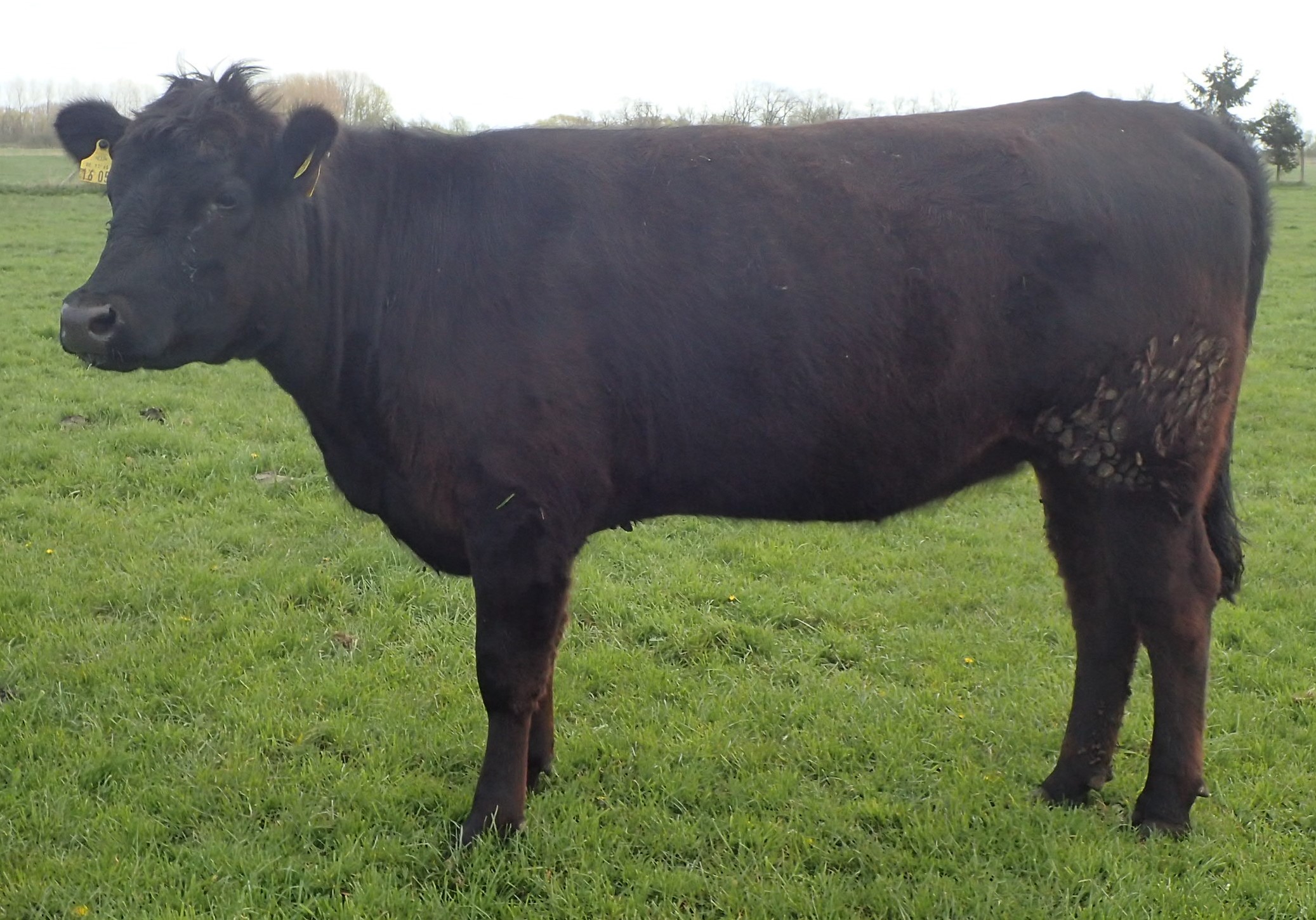 Angus Rind – Schwarze Kuh