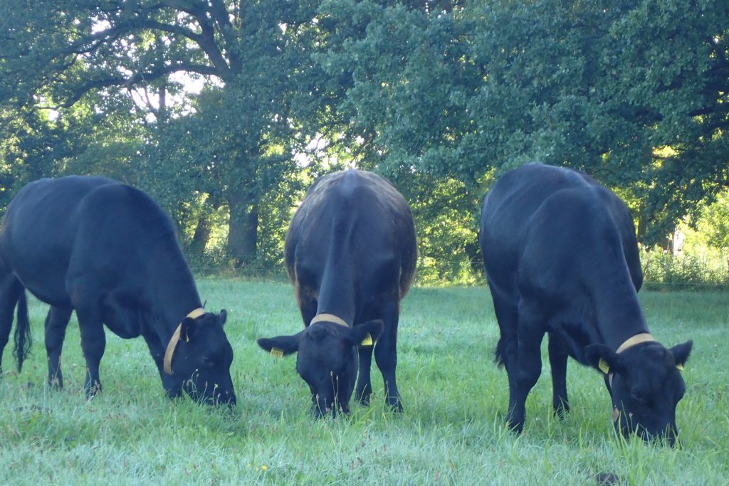 Angus Rind – Schwarze Kuh